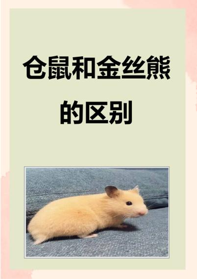 金丝熊比仓鼠聪明吗图标