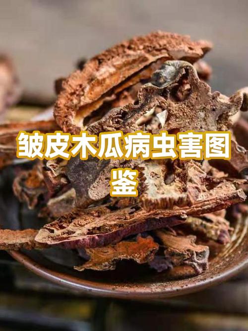 木瓜碱对人的危害有多大图标