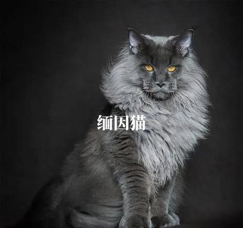 缅因猫多少钱一只截图