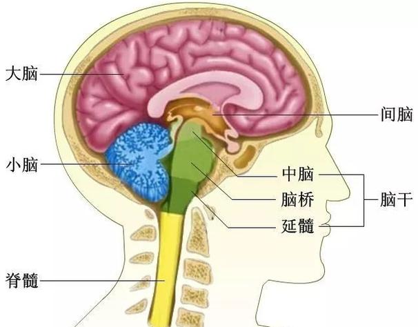 神奇的大脑教案图标