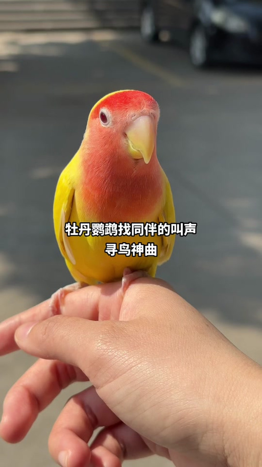 鹦鹉叫声大全mp3图标