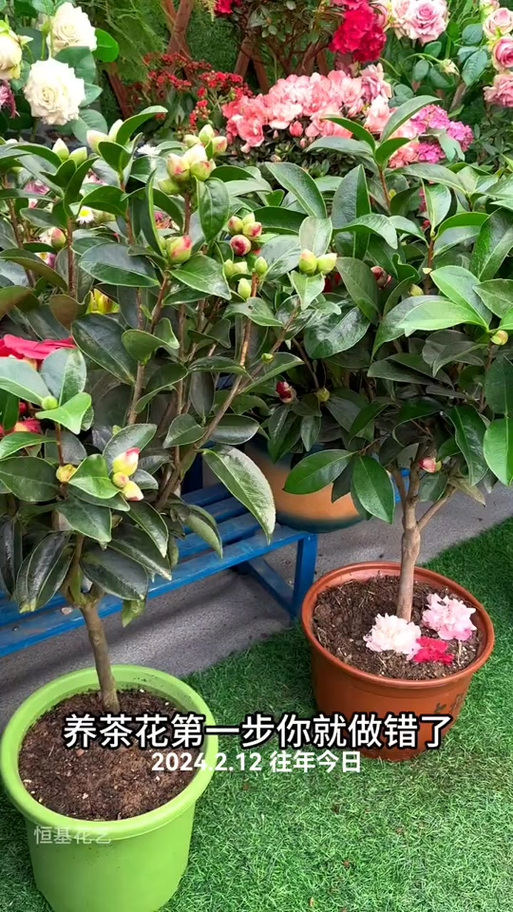 茶花用啥土养最好图标