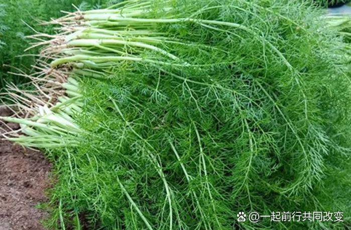 菜灵通蔬菜网图标