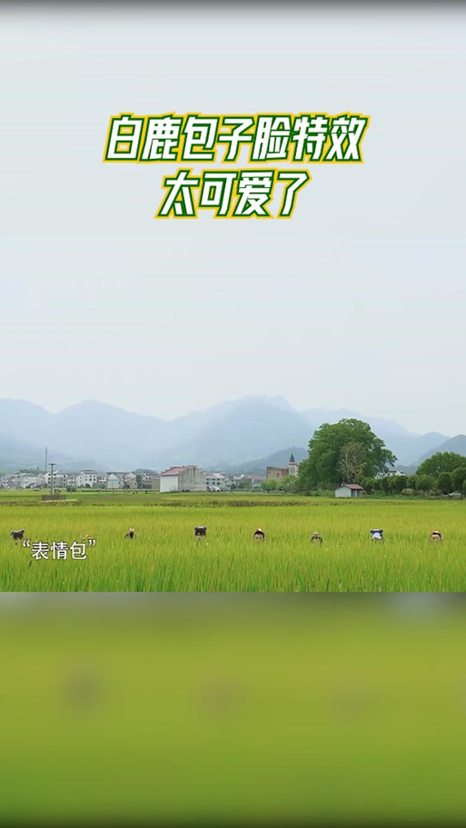 抖音包子脸特效图标