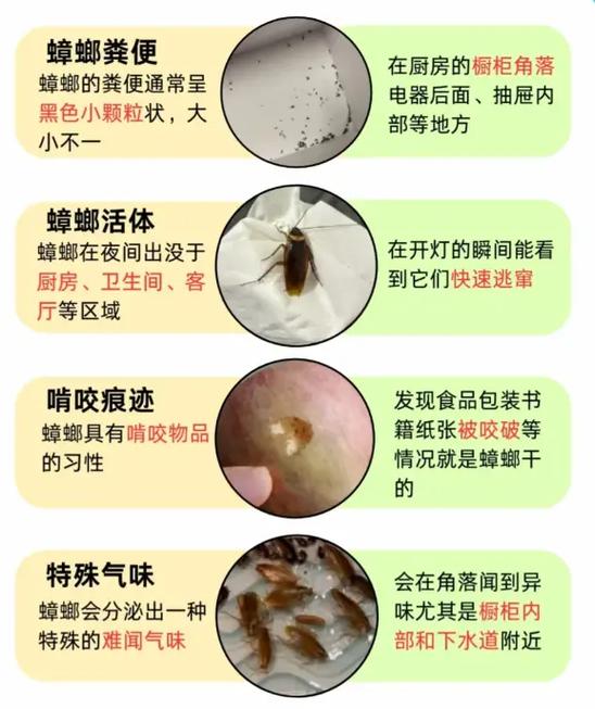怎么消灭蟑螂截图