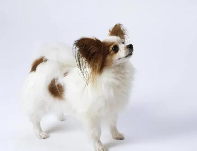 蝴蝶犬多少钱一只图标