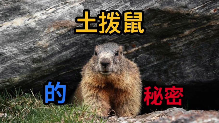 别人说你土拨鼠什么意思图标