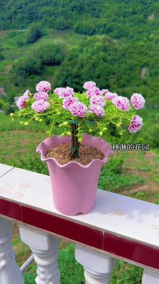 植物魔法太阳花怎么做图标