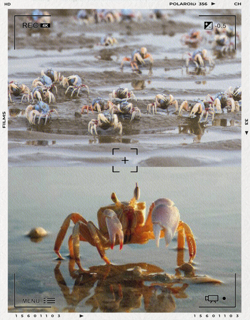 赶海抓螃蟹技巧和方法图标