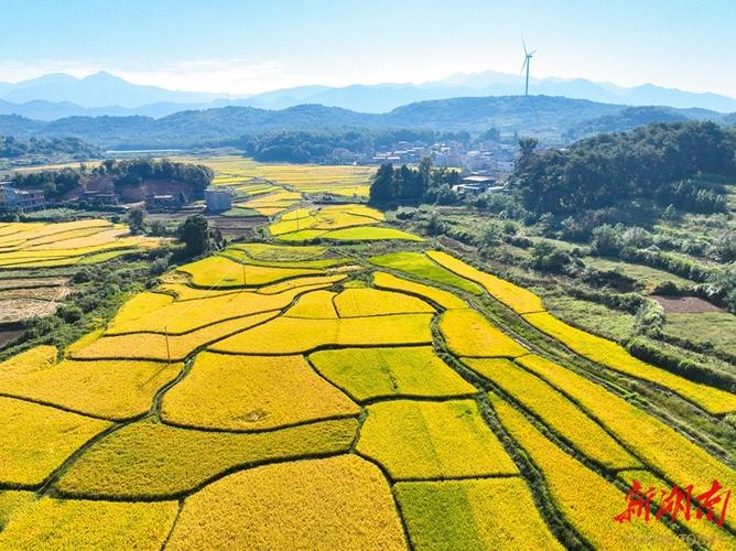 金田园图标