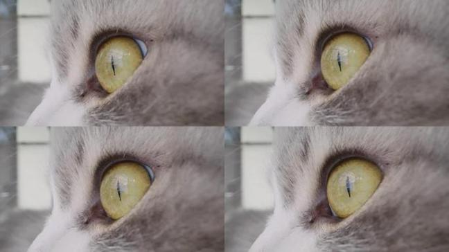 猫眼视频10分钟以上图标