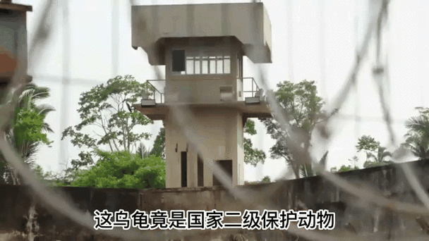 乌龟服大监狱任务图标