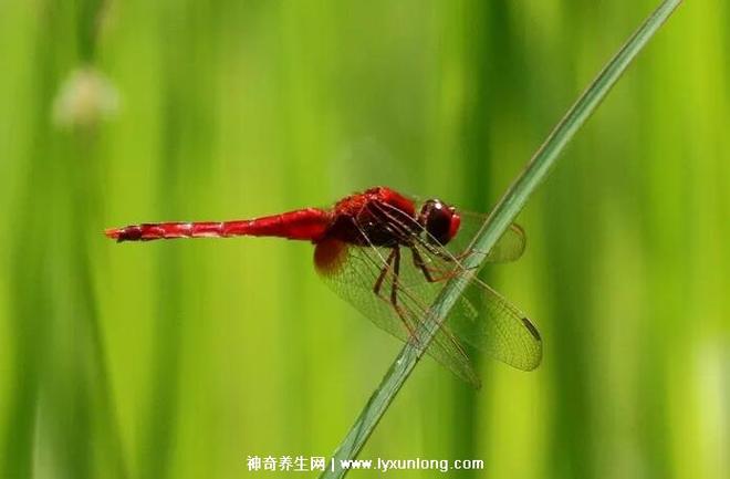 蜻蜓有毒吗对人有危害吗图标