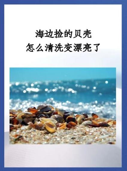 海螺壳怎么处理不臭图标