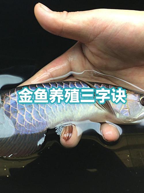 养金鱼网站测试截图