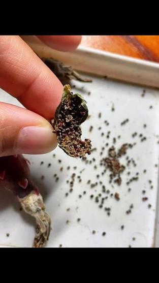 鸡皮疙瘩掉一地怎么会图标