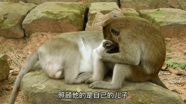 男生说要给你生猴子是啥意思图标