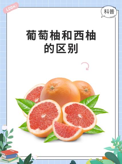红心柚子和西柚的区别图标