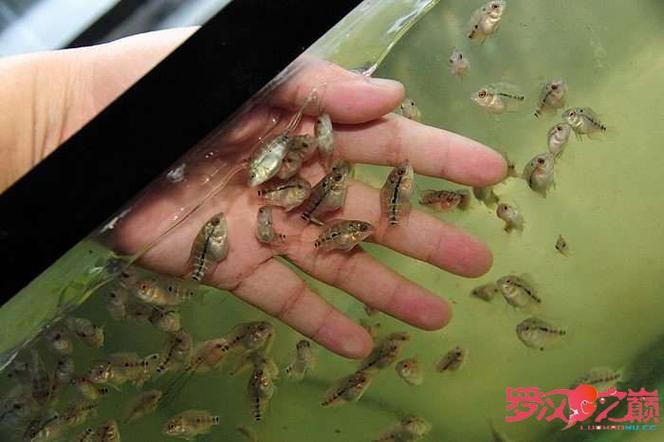 罗汉鱼繁殖步骤图标