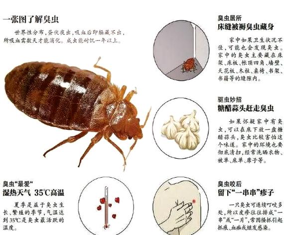 家里有臭虫怎么办能除根