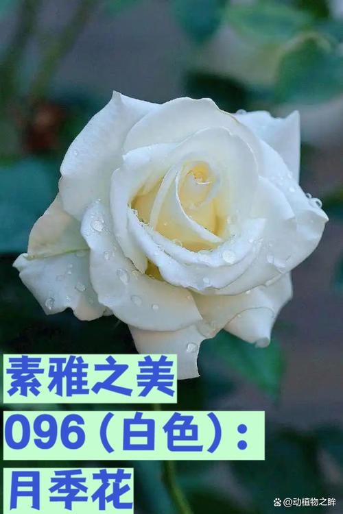 纯洁的白色是什么意思截图