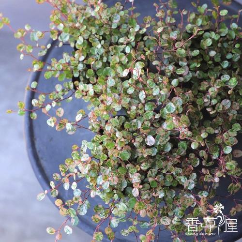 吊兰花品种大全图片大全截图