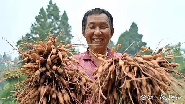 中药材种植前景如何图标