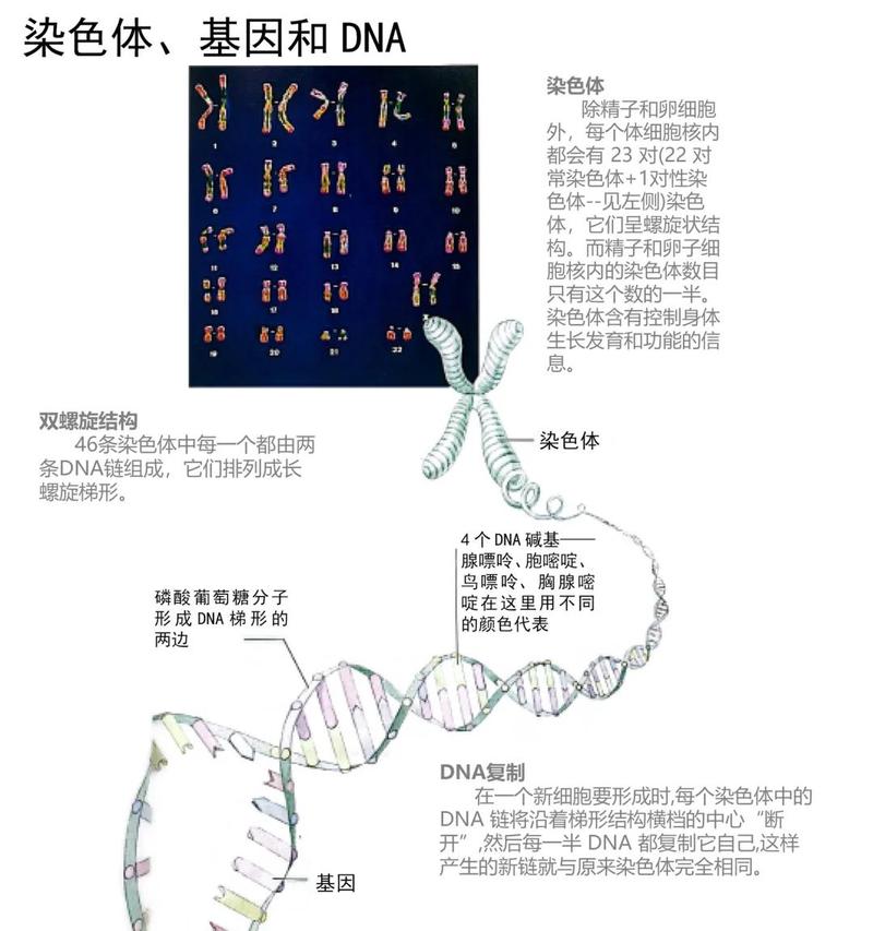 DNA基因染色体的关系图标