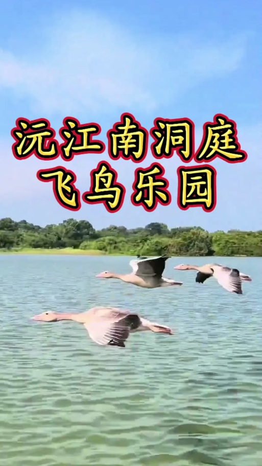 飞鸟乐园门票图标