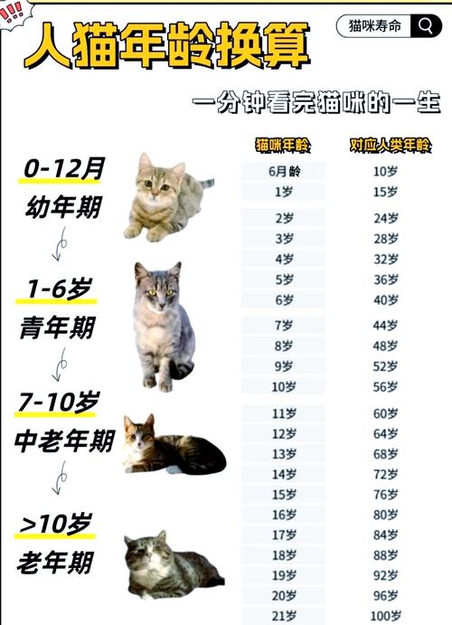 推特年龄限制怎么解除图标