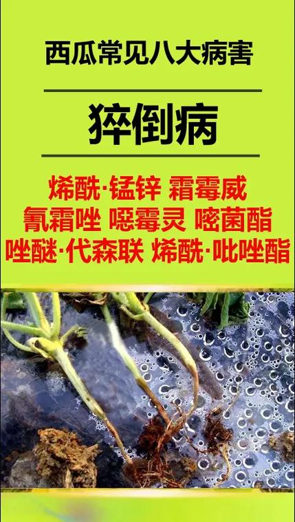 西瓜病害图片及图解图标