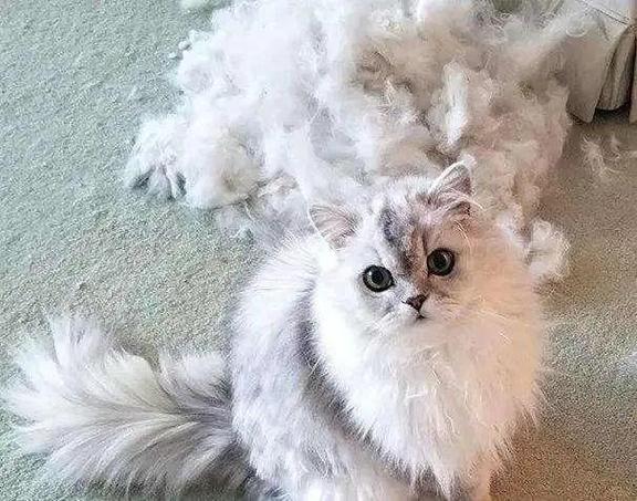 猫咪背部毛发硬图标