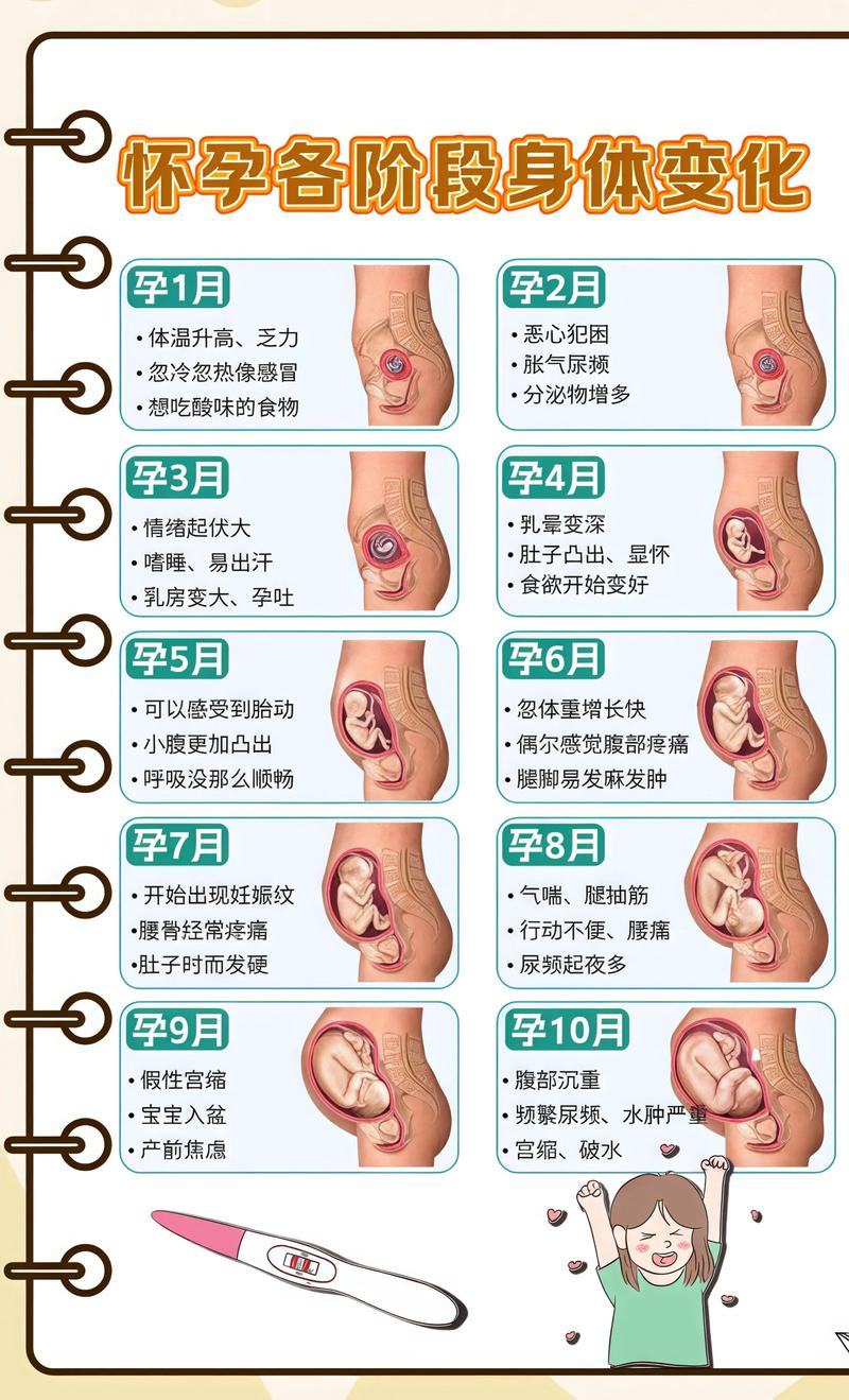 怀孕大肚子变化图图标