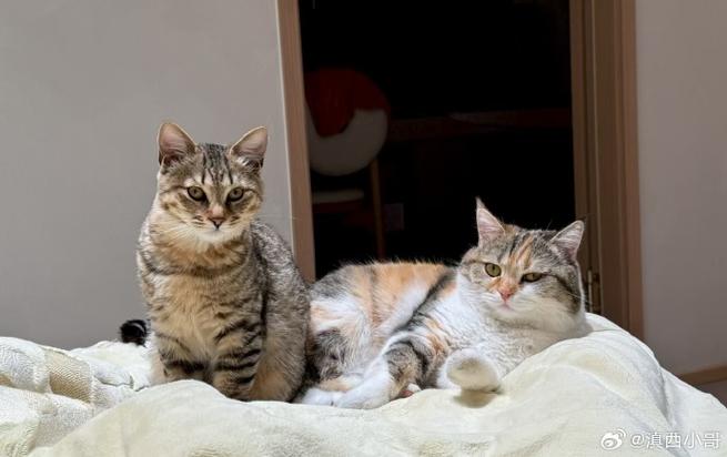 我的宠物能进化猫猫无敌截图
