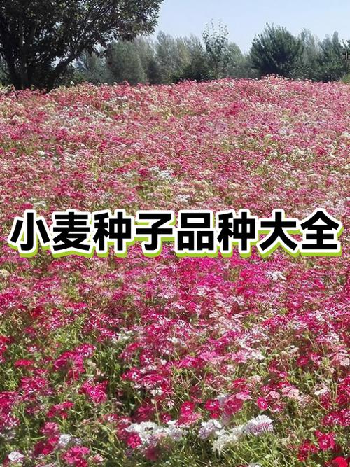 小麦种子哪个品种好图标