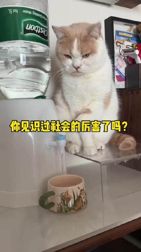猫猫是什么意思图标