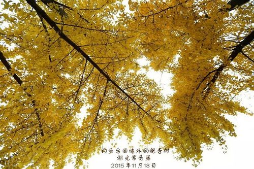 银杏银杏原著截图
