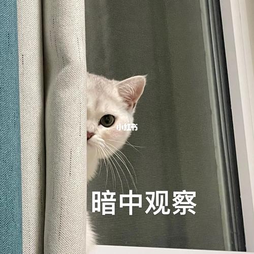 别人发暗中观察应该回什么图标