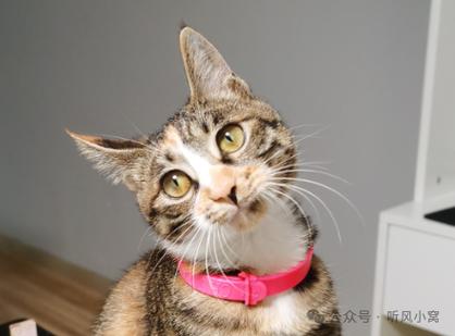 借钱猫靠谱吗图标