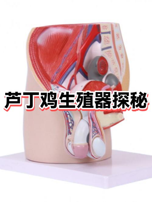 ks是男的还是女的图标