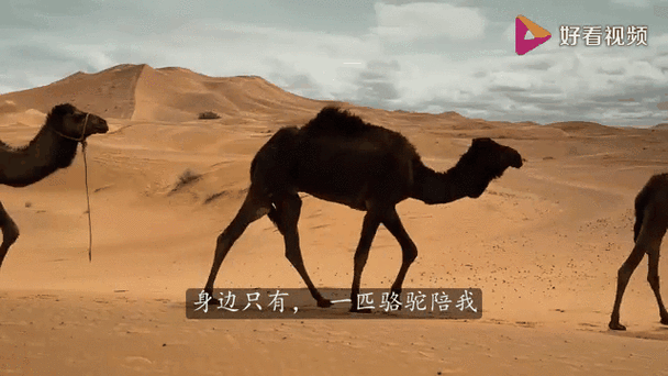 沙漠骆驼mv截图