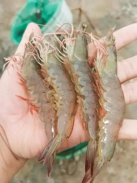 钓鱼用淡水虾还是海虾