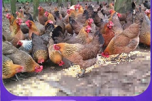 土鸡苗多少钱一只哪里有卖的截图