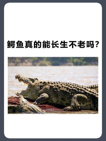 鳄鱼可以活多少年