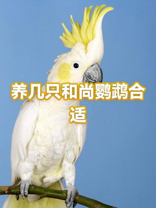 什么鹦鹉好养图标