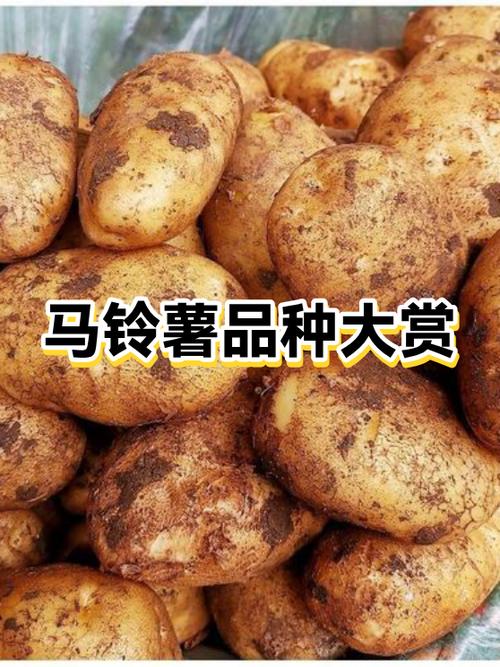 土豆ev品种怎样图标