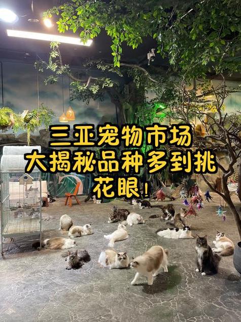 宠物猫交易市场图标
