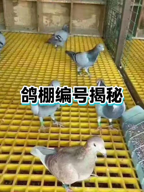 鸽子地区编号查询图标