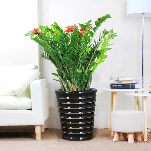 金钱树放几盆最吉利图标