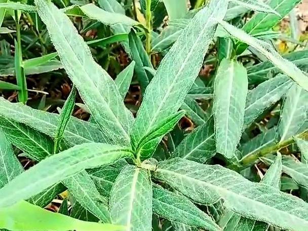 酸溜溜学名图标